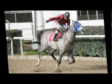 jockey selim ipek