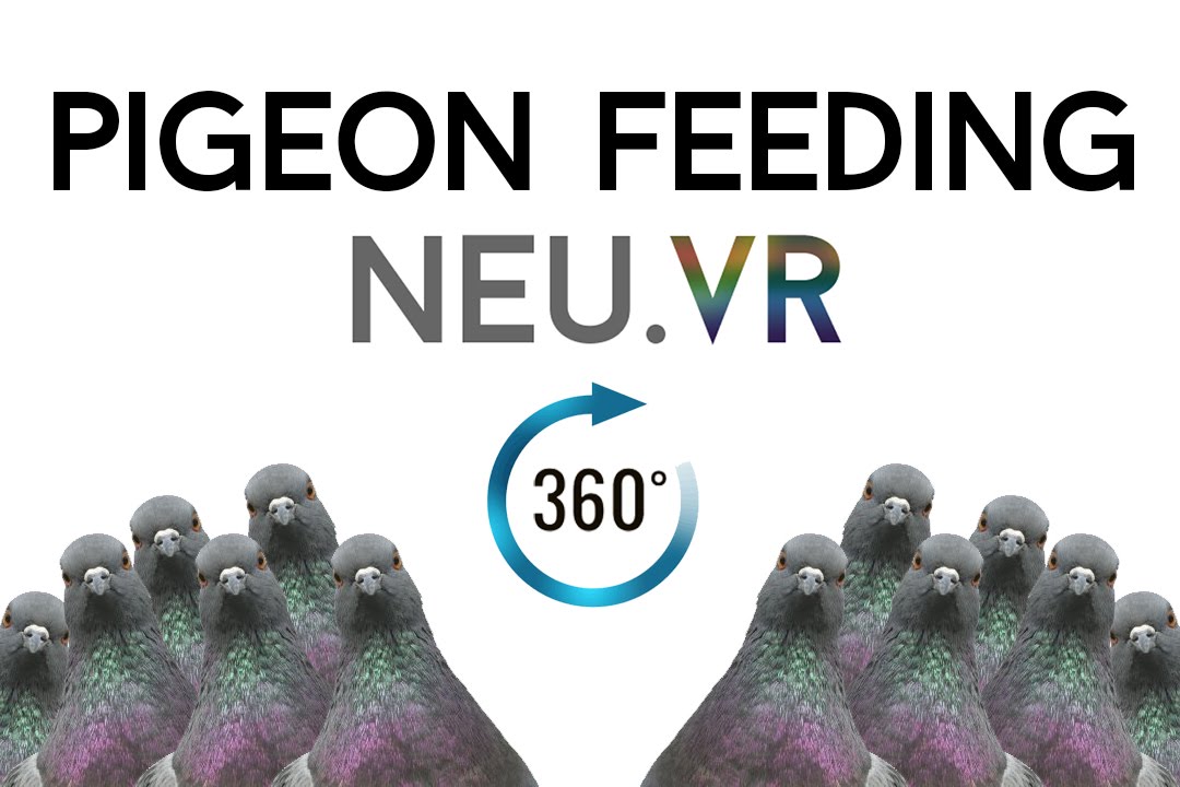 Virtual Reality (360): Pigeon Feeding [Neu VR] - YouTube