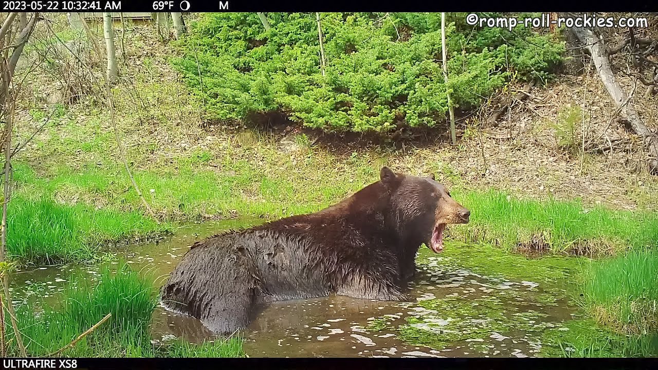 A Black Bear Bathes in a Wetland that we saved from Destruction! (5/22 ...