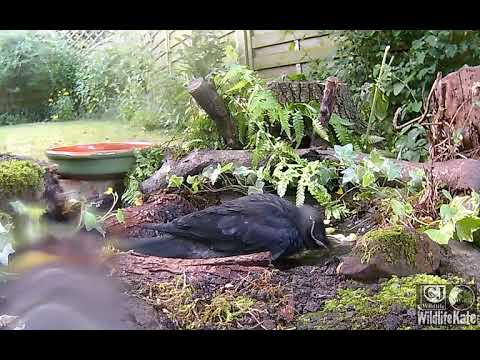 CJWildlife Vivara Webcams Waterhole Jackdaw young bathing