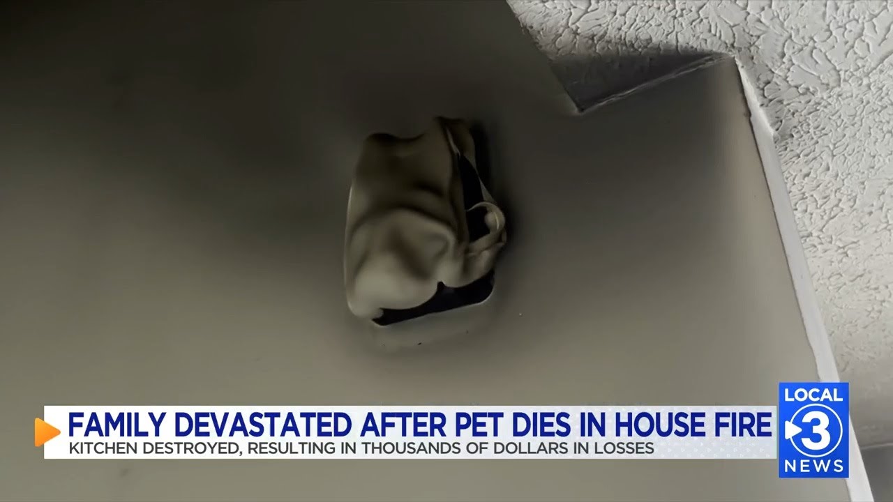 Family devastated after pet dies in house fire: resulting in destroyed ...