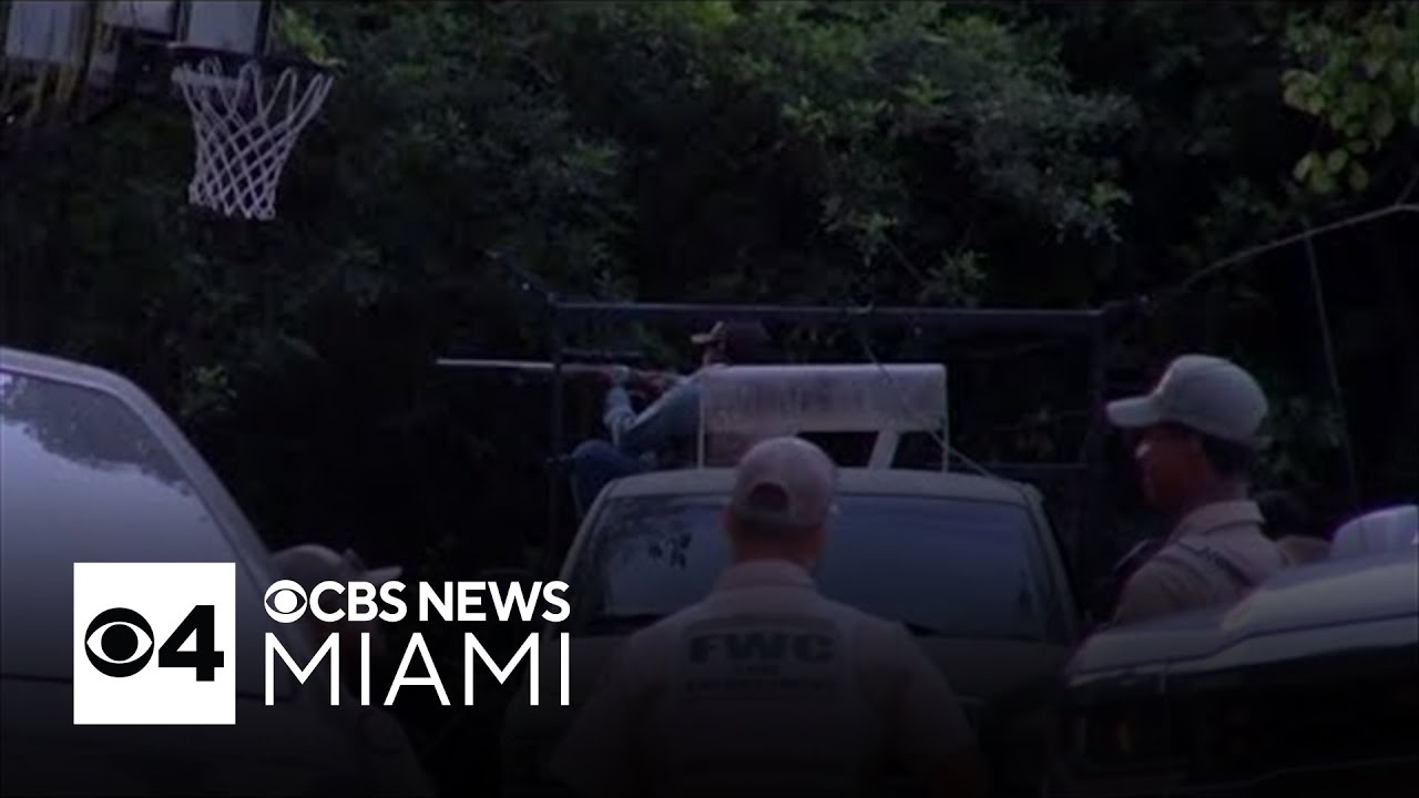 Tests link black bear killed by Florida officers to fatal attack on man ...