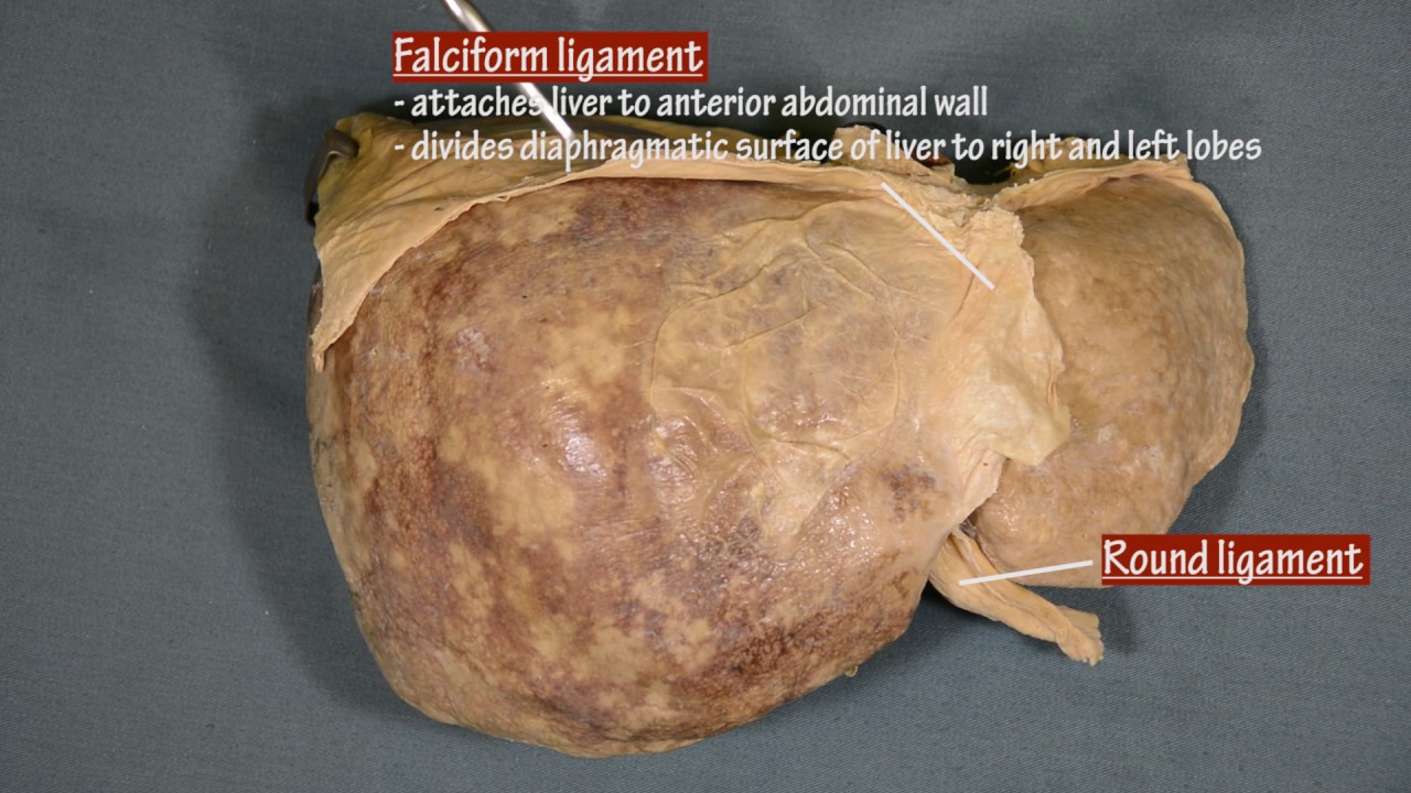 Gross Anatomy of the Foregut abdominal region - YouTube