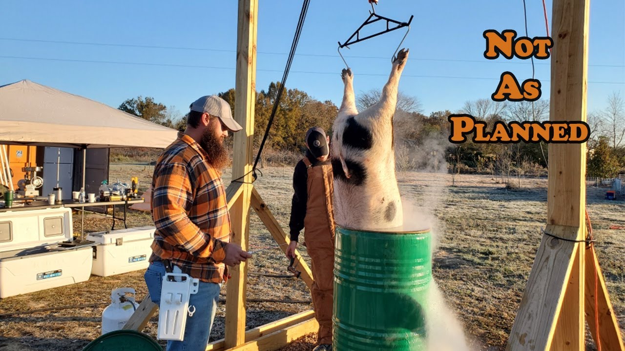 We Process Our First Hog On The Homestead - Not As Planned - YouTube