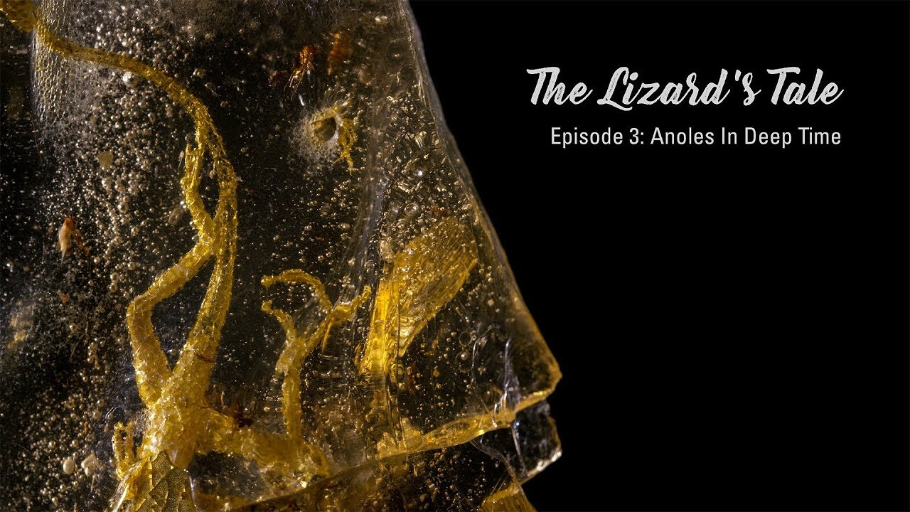 The Lizard's Tale - Episode 3: Anoles In Deep Time - YouTube
