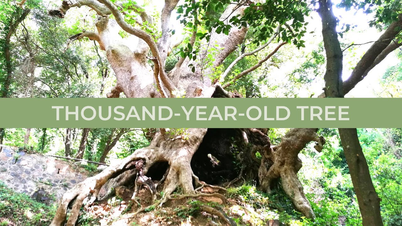 CURINGA: 1000-YEAR OLD Giant Tree and Monastery of Sant'Elia Vecchio ...