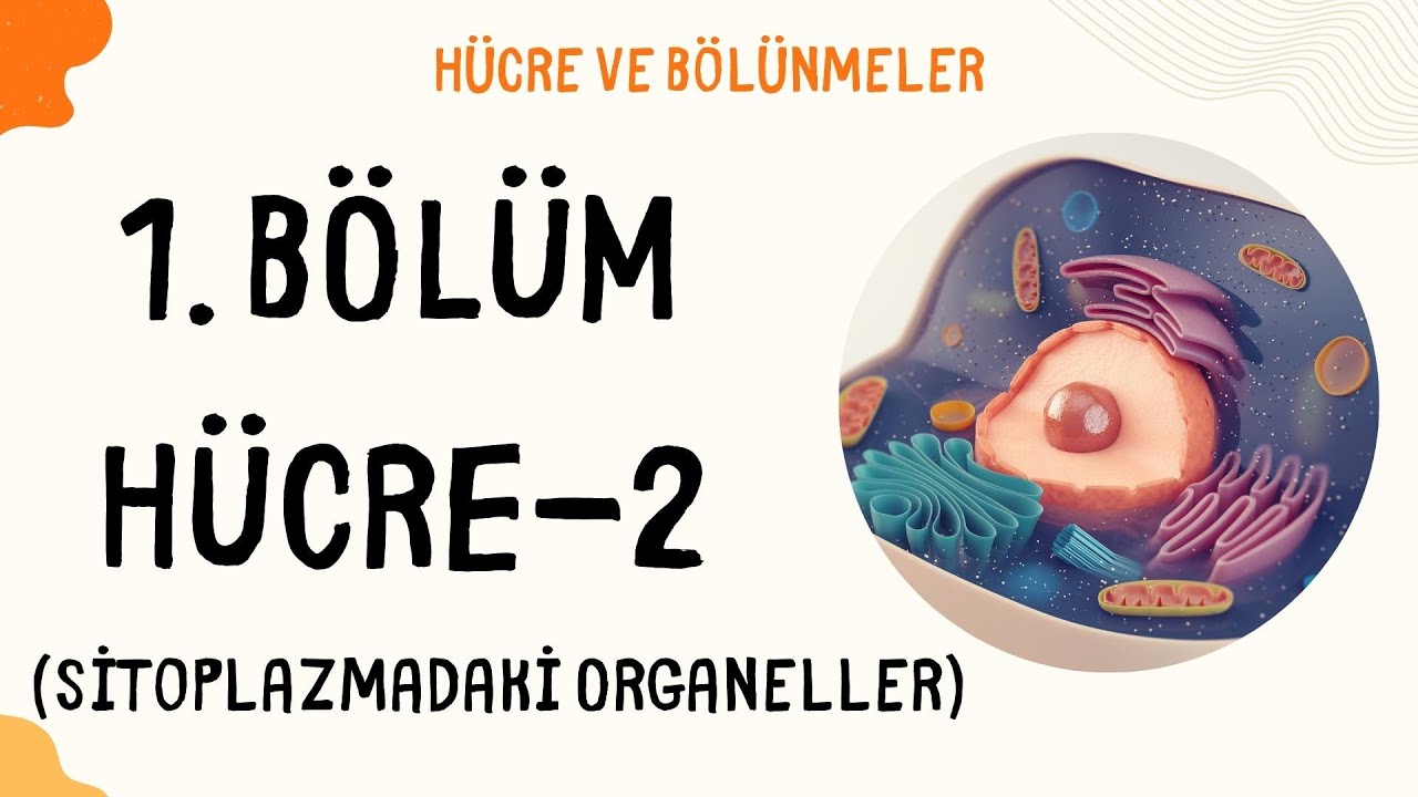 5) 2.ÜNİTE SİTOPLAZMADAKİ ORGANELLER - YouTube