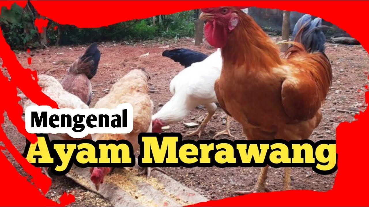 Ayam Merawang - YouTube