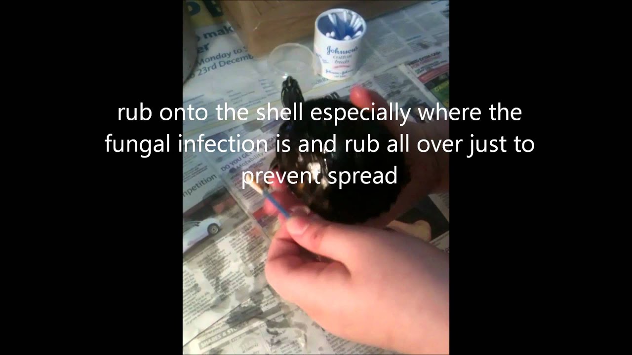 How to treat fungal infections on turtles - YouTube