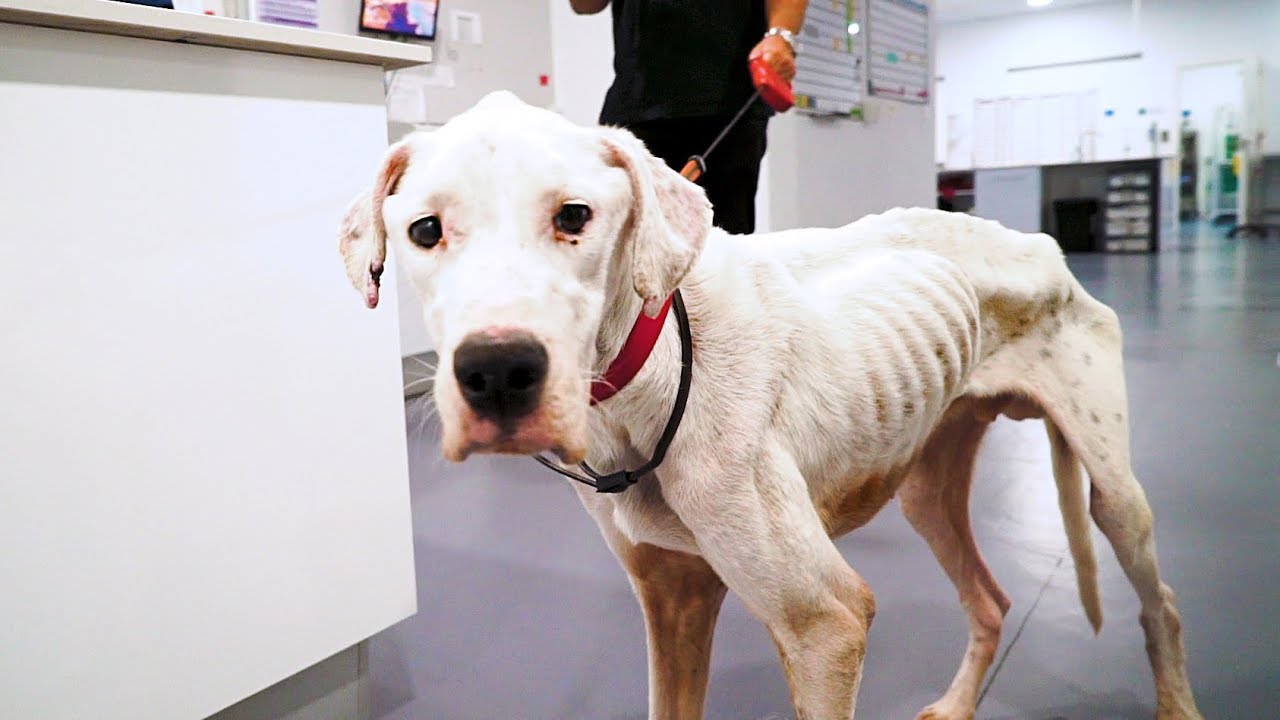 Emaciated dog starved for weeks looks at the camera pleading for help ...