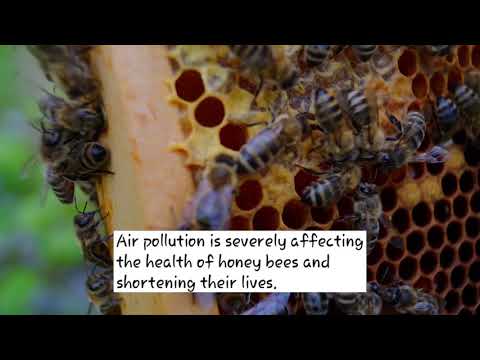 Air pollution harms honey bees too a new study finds. - YouTube