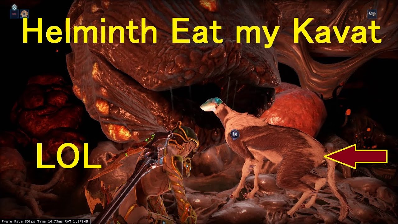 Warframe 🤣 Helminth Eat My Kavat 😂 - YouTube