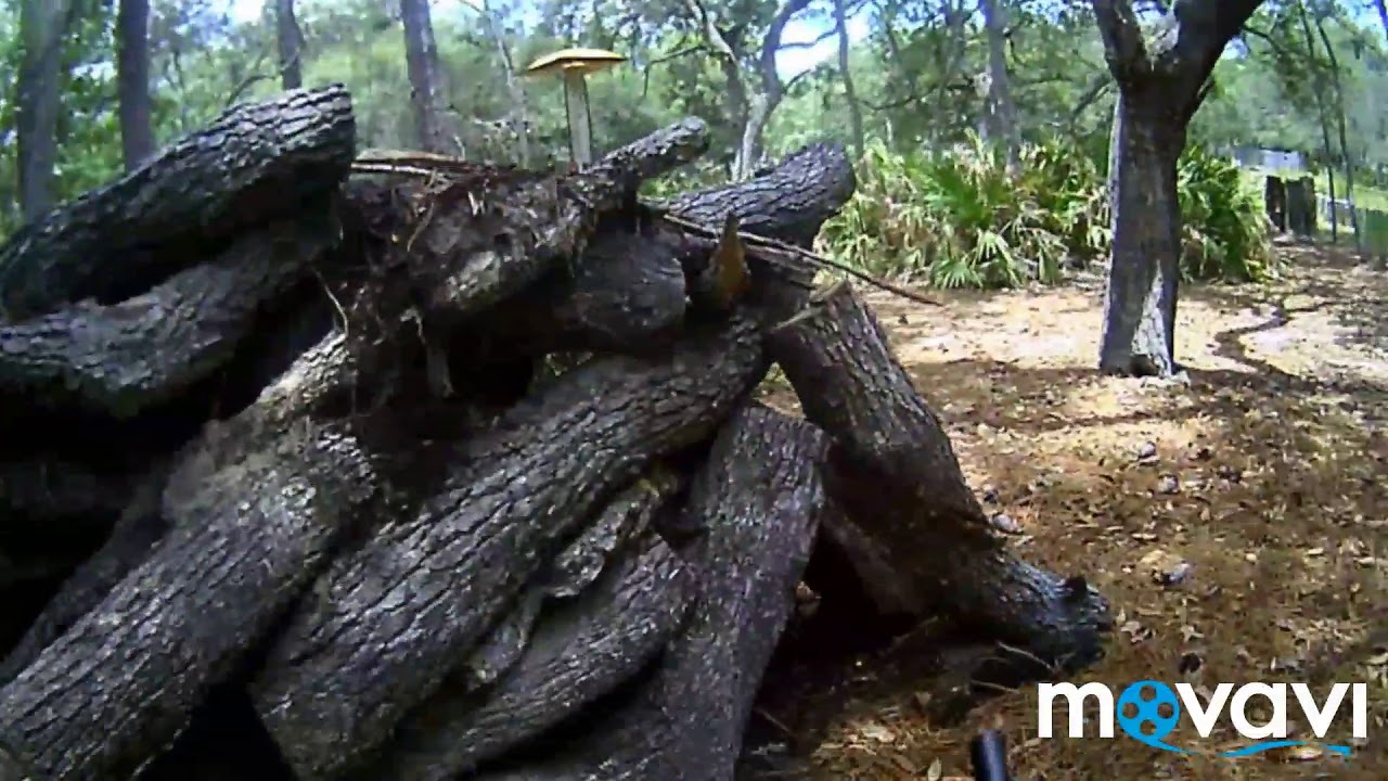 Dbz 28 Mafia magfed FL paintball - YouTube