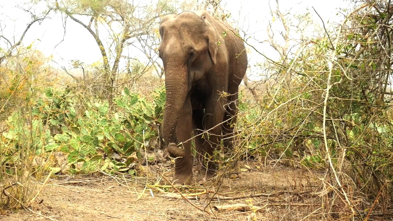 Dry Season Forage - the stick roll - YouTube