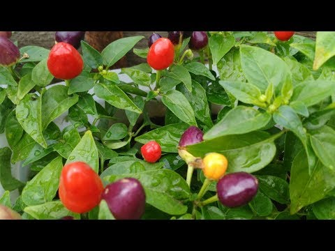 ВЫРАЩИВАЕМ ГОРЬКИЙ ПЕРЕЦ..ОТ СЕМЯН ДО СПЕЛОСТИ