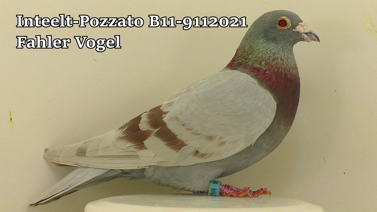 B11 9112021 fahler Weitstrecken Vogel Inteelt Pozzato als Zuchtvogel in ...