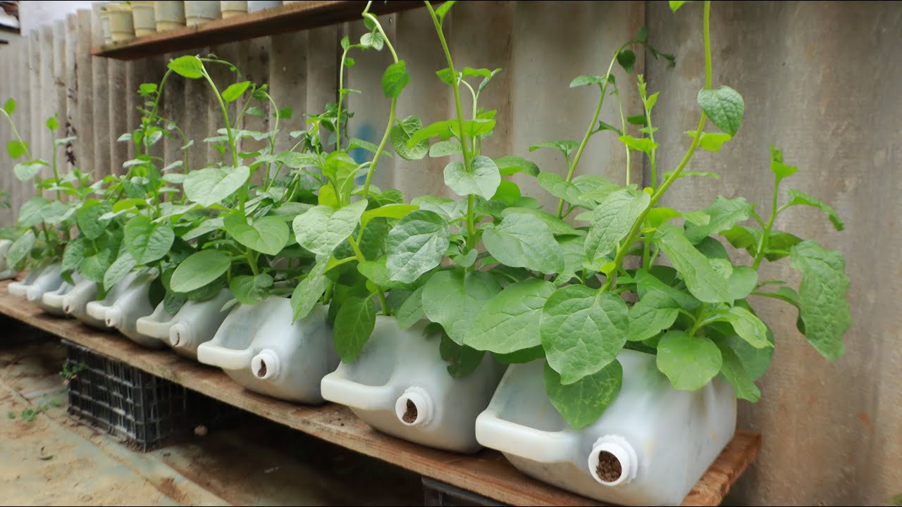 Turn plastic cans into great vegetable garden for the family - Recycled ...