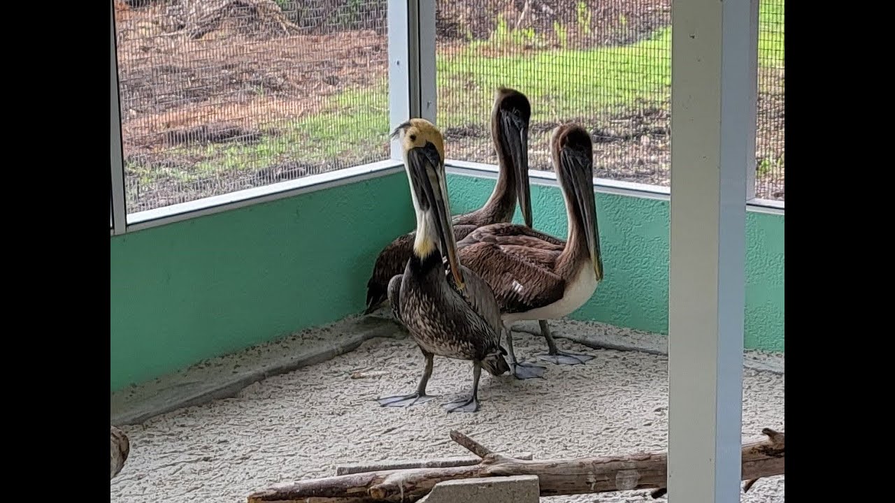 Brevard County wildlife hospital takes in 20 pelicans with broken wings ...