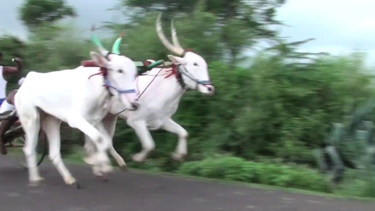 Halagali bullocks in 2 minutes race - YouTube