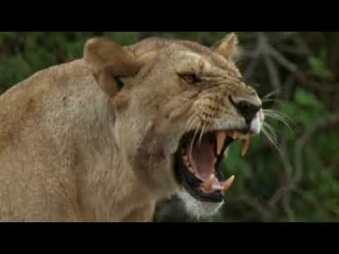 The Cheetah King II - Charlie's Clan Trailer