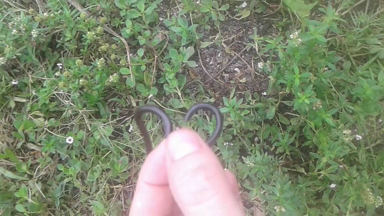 Baby snake slithering around - YouTube