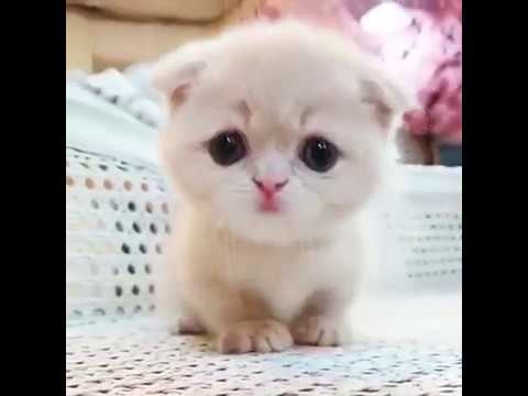 Şirin Kediler - Gülmek Bedava - Funny Videos - Komik Anlar - Tik Tok