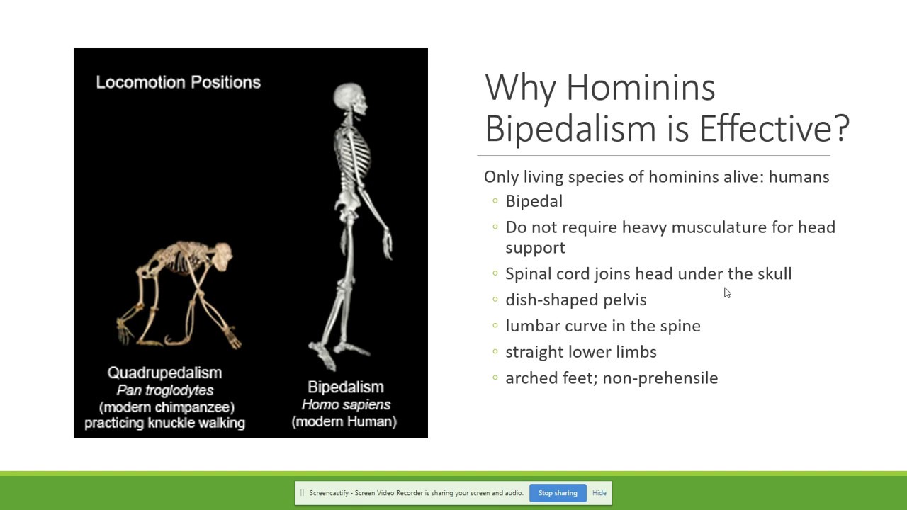 Bipedalism - YouTube