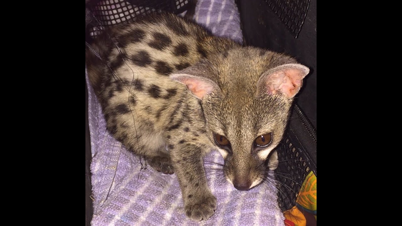 Released Spotted Genet - YouTube