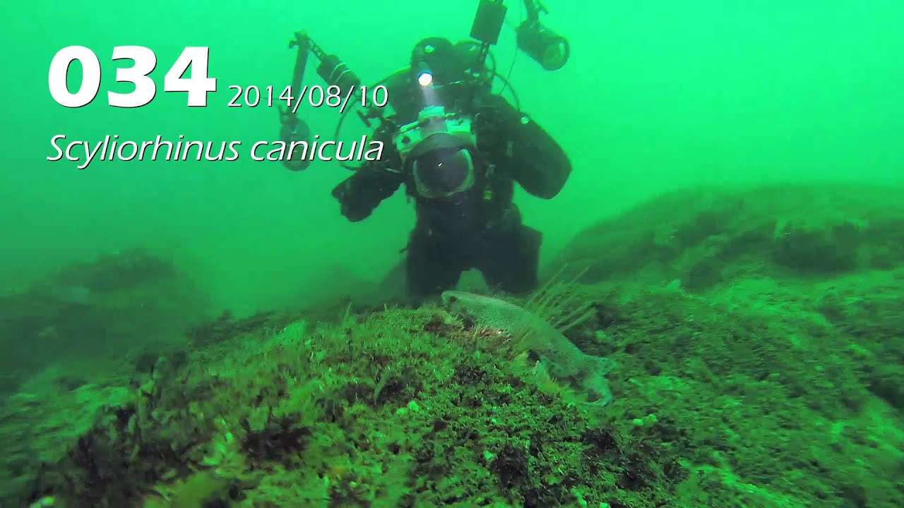 Identificação dos tubarões Pata-roxa - YouTube