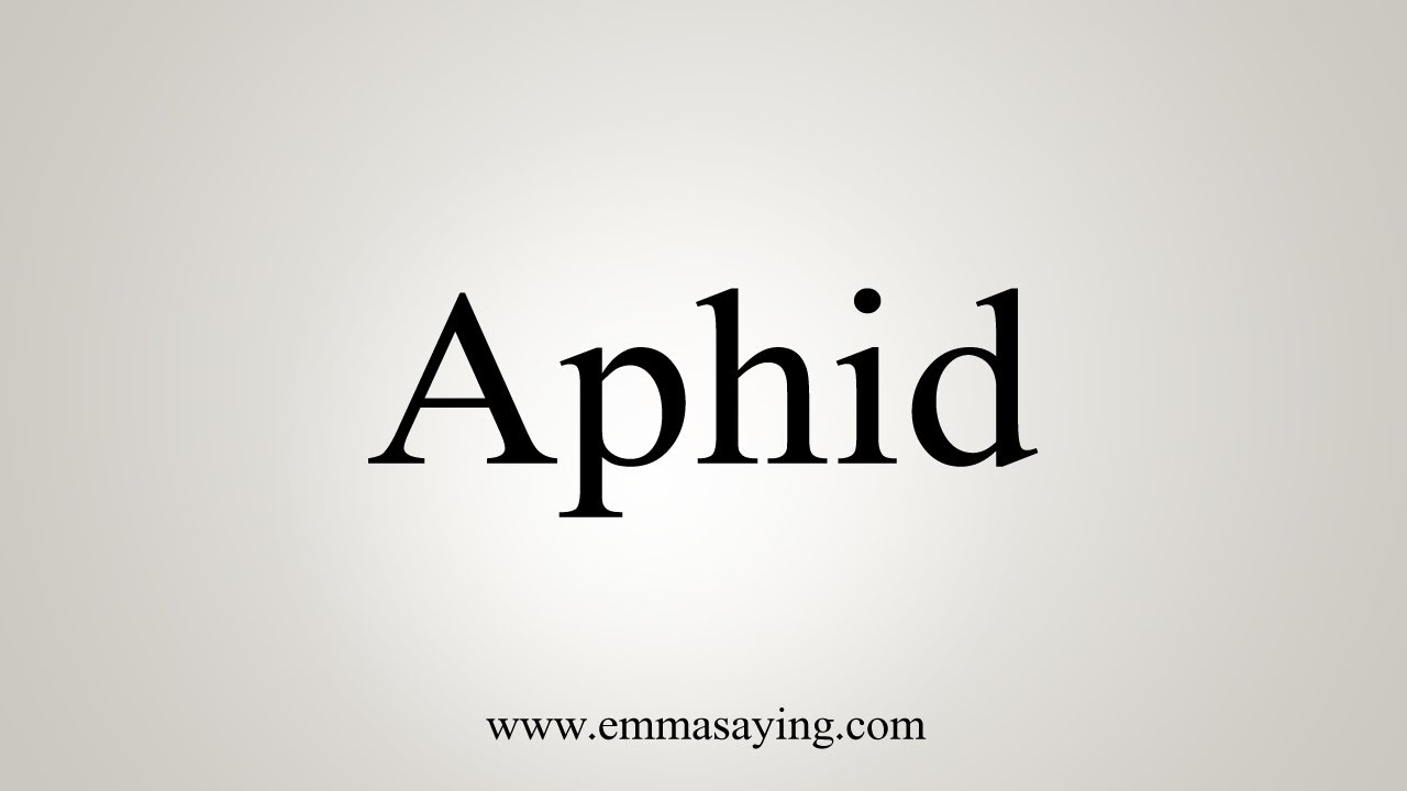 How To Say Aphid - YouTube