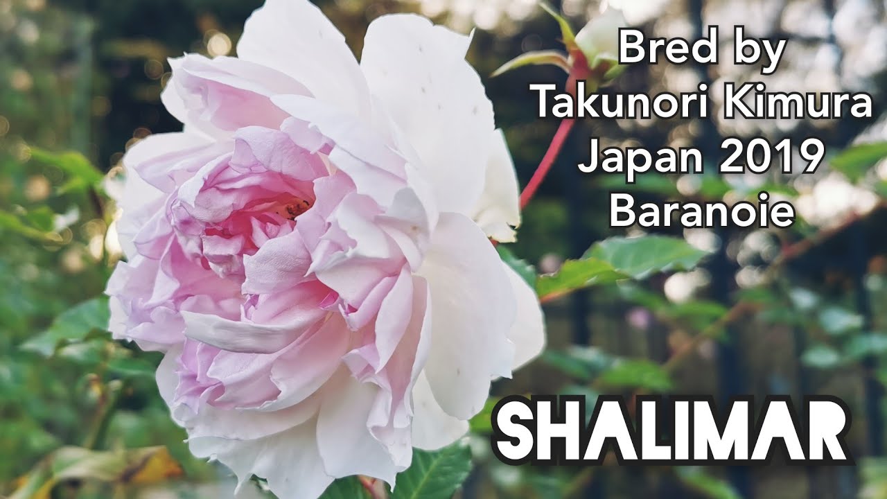 SHALIMAR ROSE plant by Takunori Kimura 2019 Baranoie バラ シャリマー バラの家 木村卓功 ...