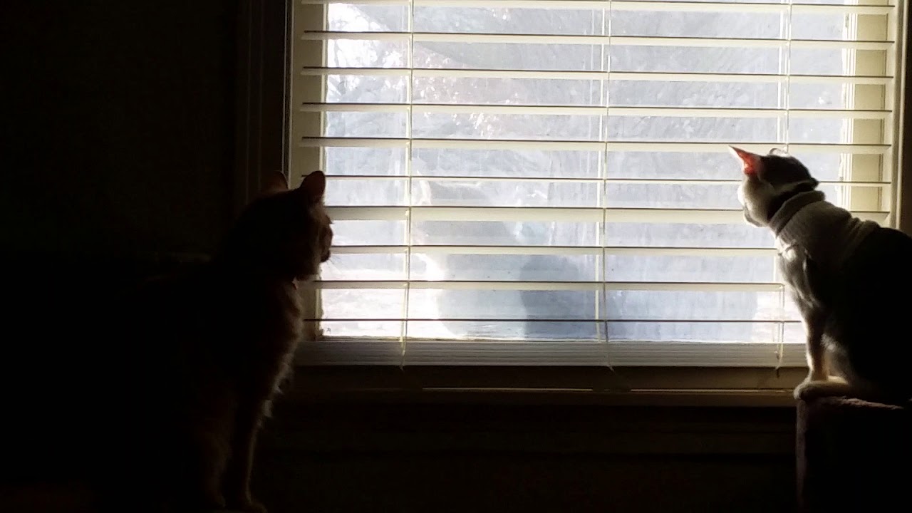 Inside cats vs outside cat pt2 - YouTube