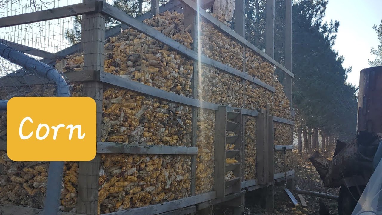 Corn Harvest 2020 - New Idea Two Row Corn Picker with Sheller - YouTube