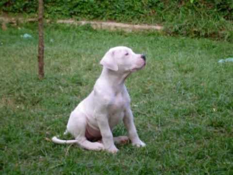 filhotes de Dogo Argentino/Perros D'aldeia - YouTube