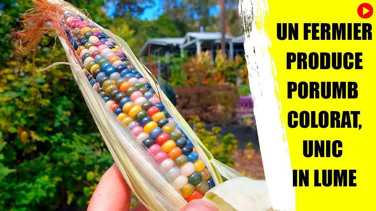 Un fermier produce porumb colorat, unic in lume - YouTube