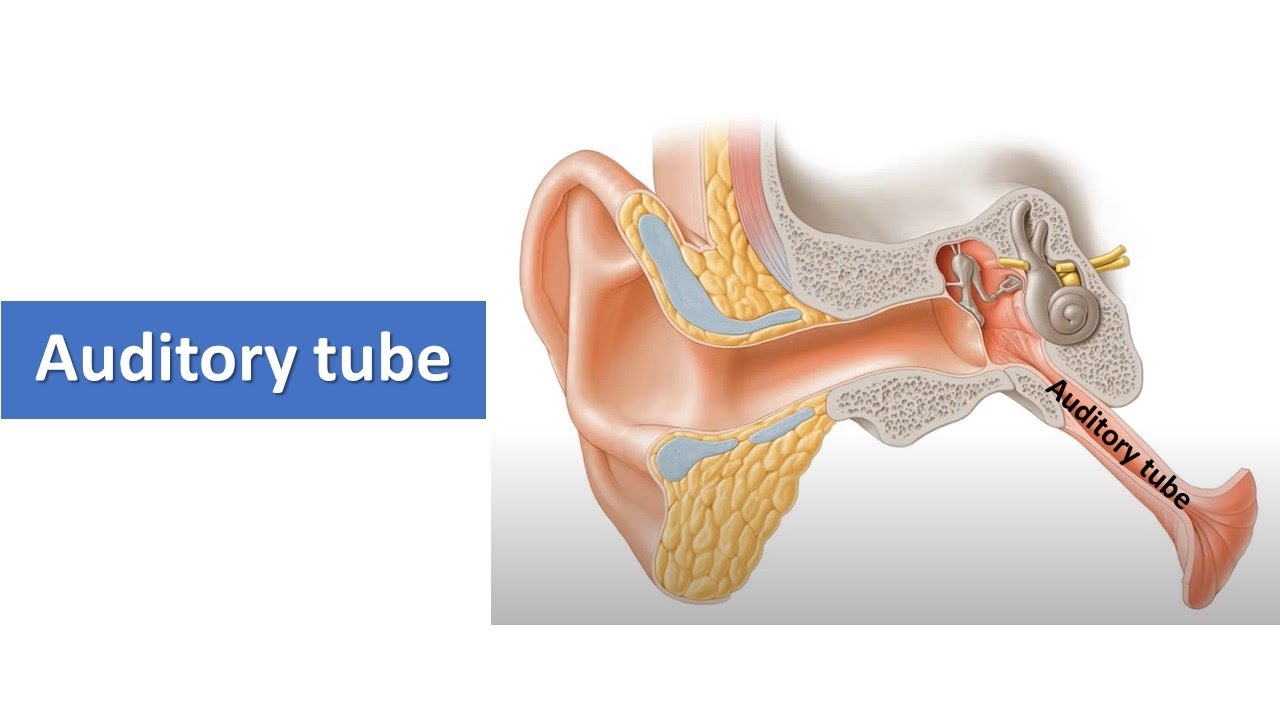 Auditory tube. Prof. Dr. Ashfaqur Rahman - YouTube