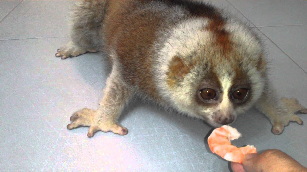Slow Loris eat shrimp - YouTube