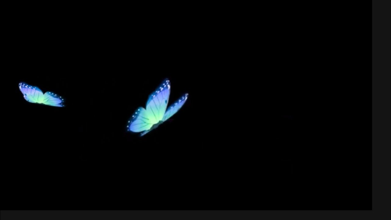 glowing butterfly black screen video effect | butterfly animation black ...