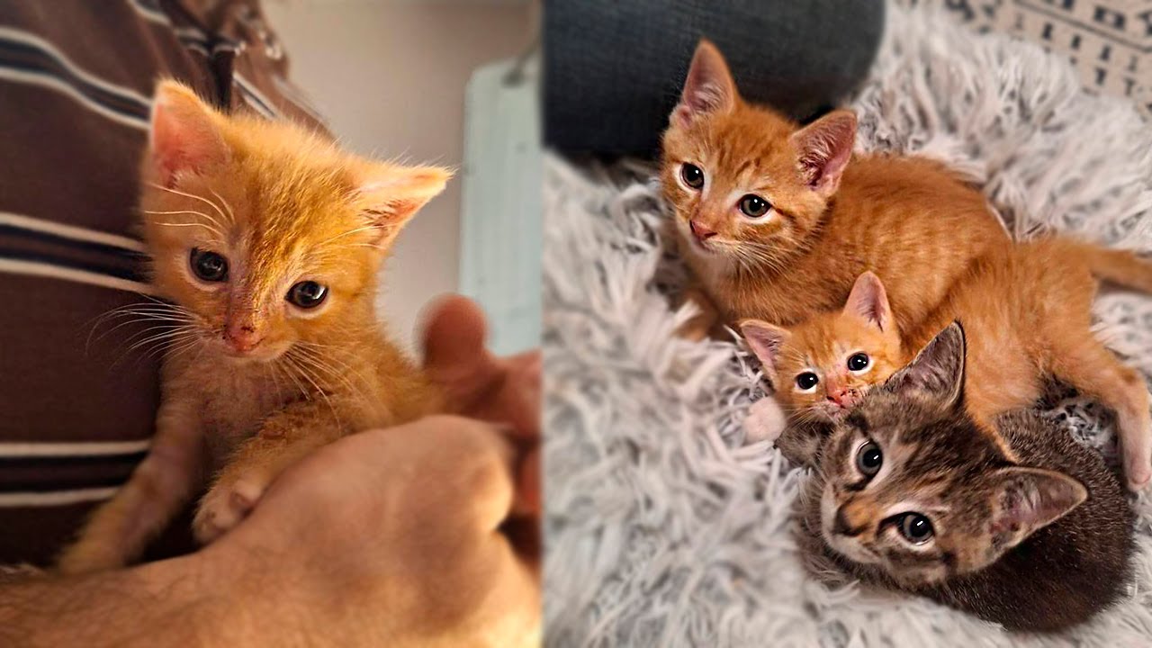 The weakest kitten was tiny, but with a strong will that helped him ...