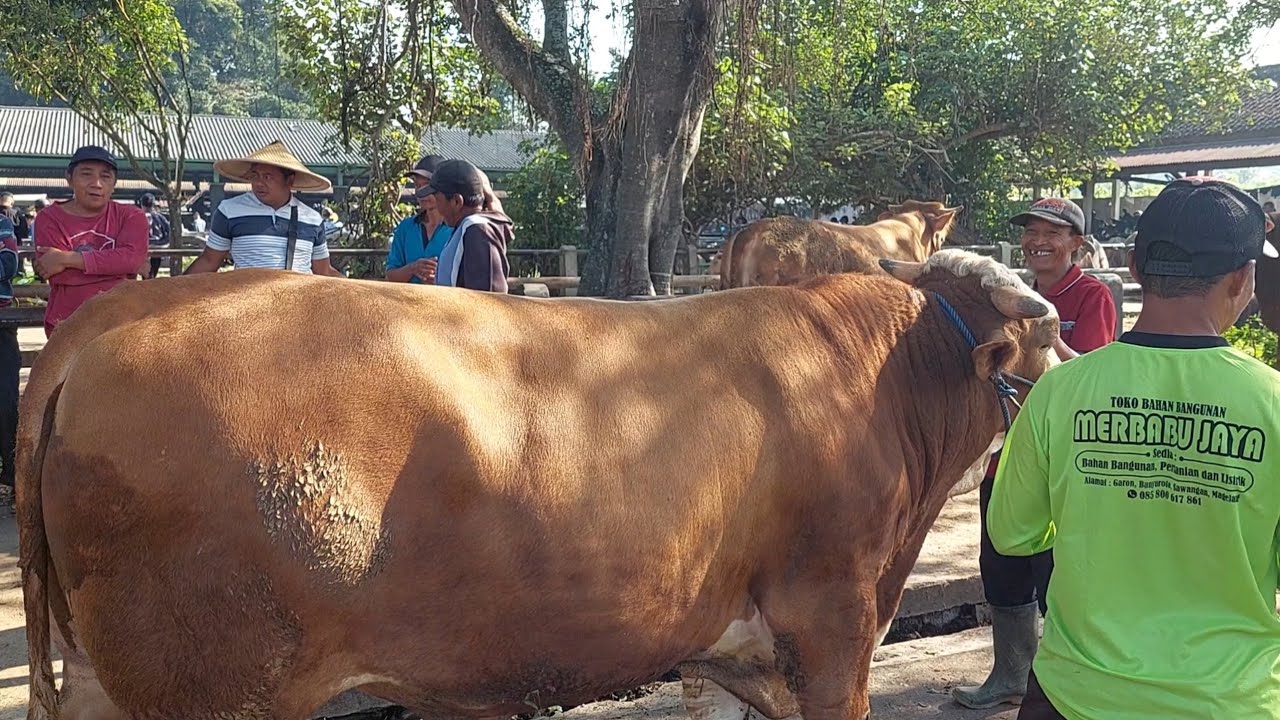 SAPI METAL TURUN GUNUNG MERAPI DI PASAR SAPI 🔥🔥🔥 - YouTube