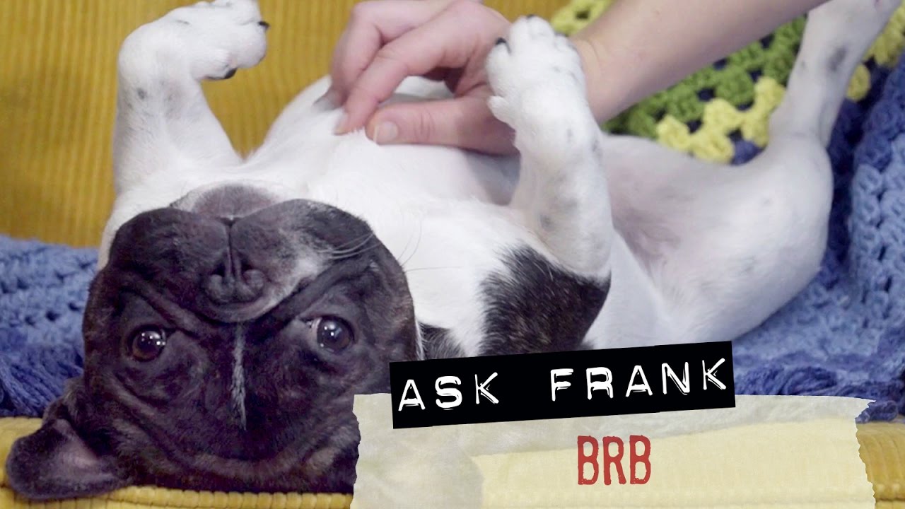 BRB - #034 Ask Frank: Advice for Dogs. By a Dog. - YouTube