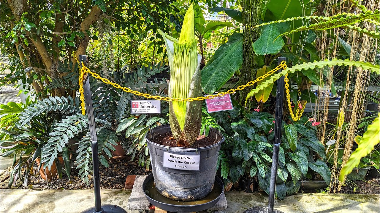 Ambler Campus Corpse Flower Live Stream Archive - 4/12/23 - YouTube