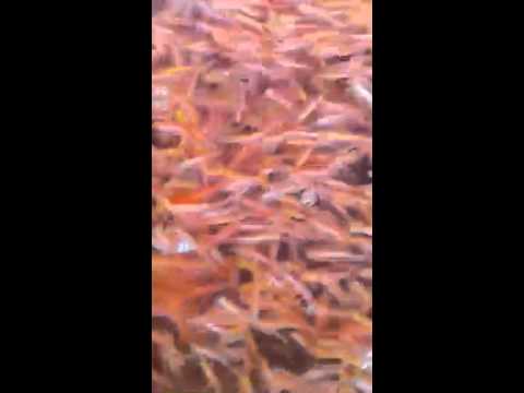 Rosey Red Fathead Minnows - YouTube