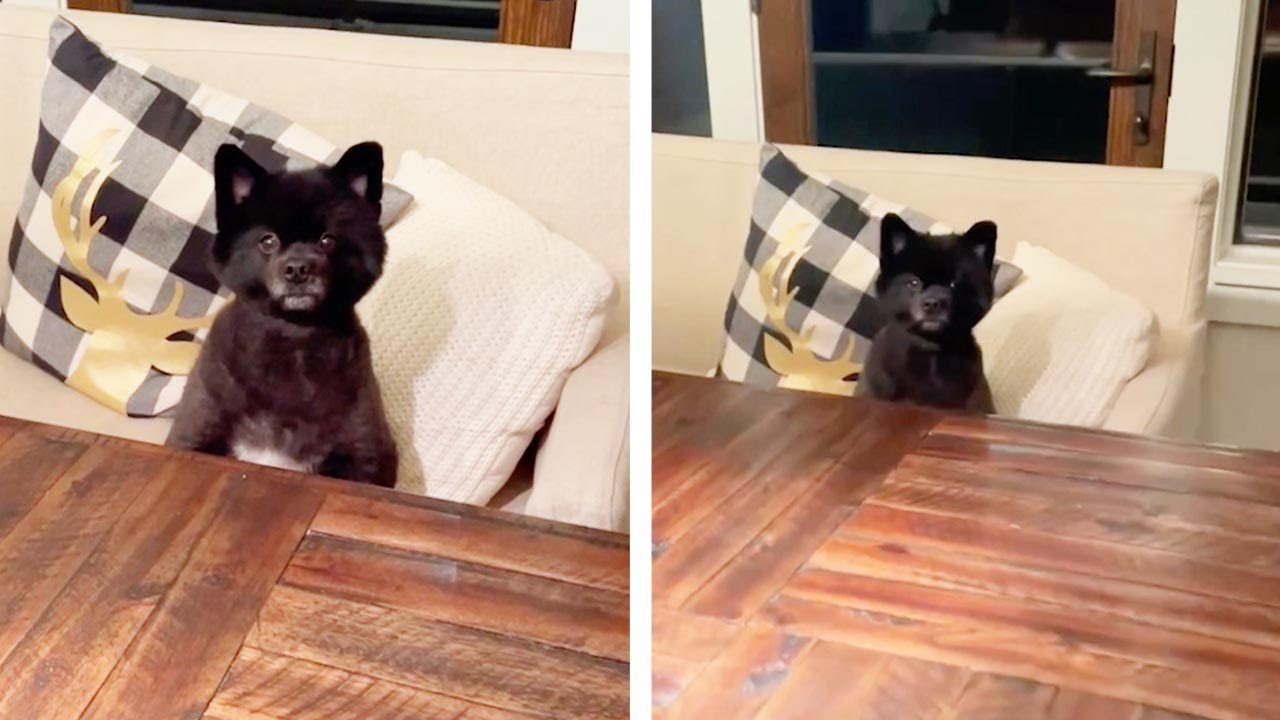 Patient Dog Sits At The Table Waiting For His Dinner - YouTube