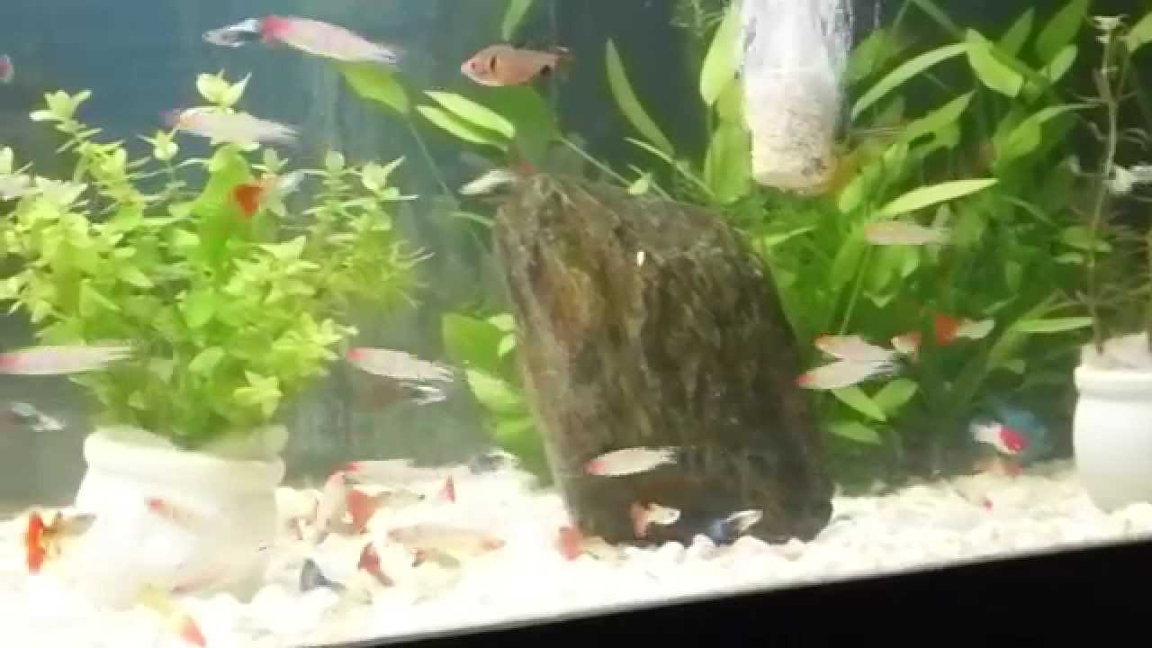 Pas frais mes poissons ??? - YouTube