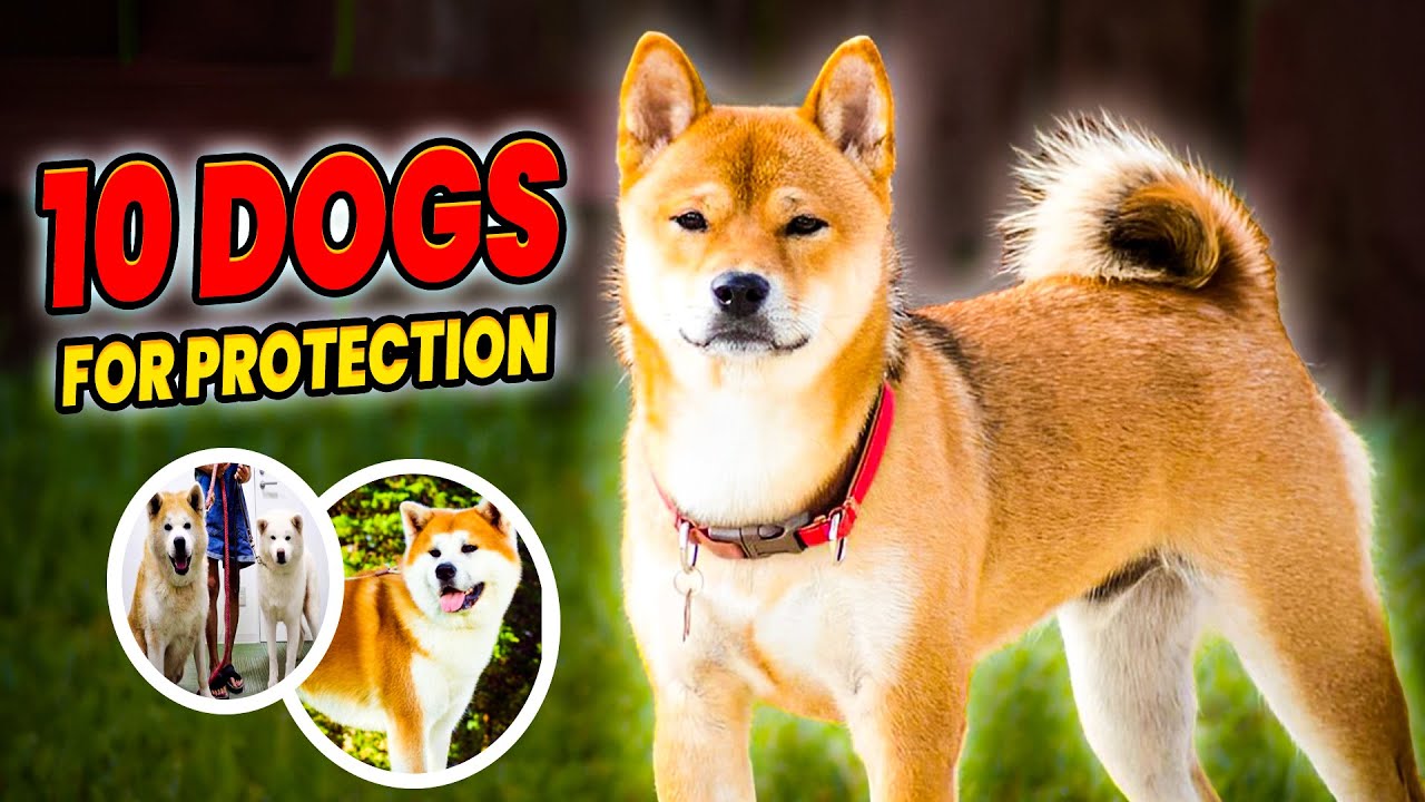 TOP 10 BEST DOGS FOR PROTECTION - YouTube