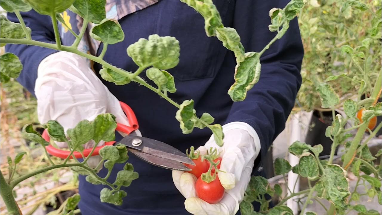 kriteria dan teknik panen buah tomat ceri siap panen - YouTube