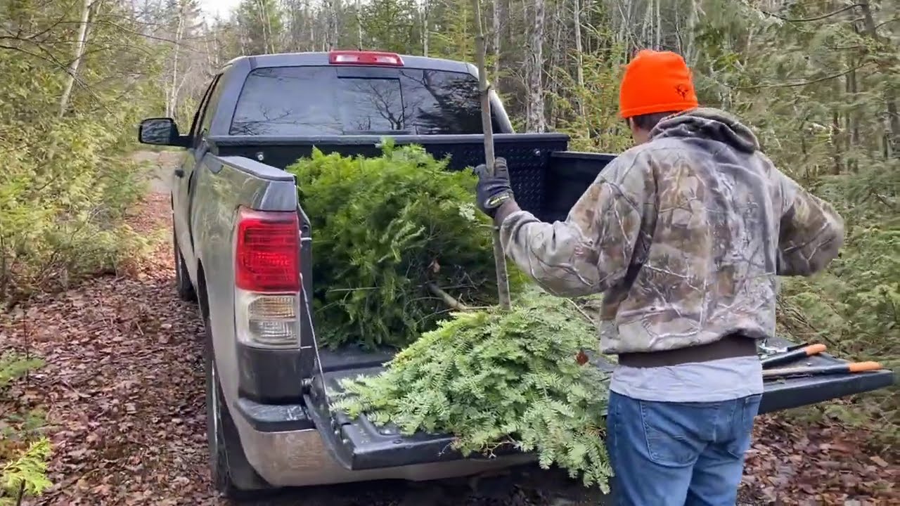 Tipping Trees for Wreath Making | Maine Real Estate - YouTube