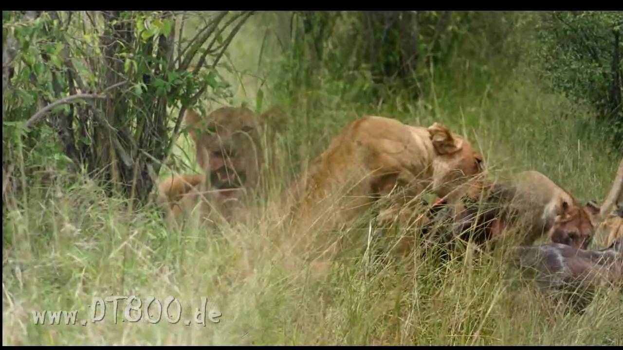 Lion vs Gnu - YouTube