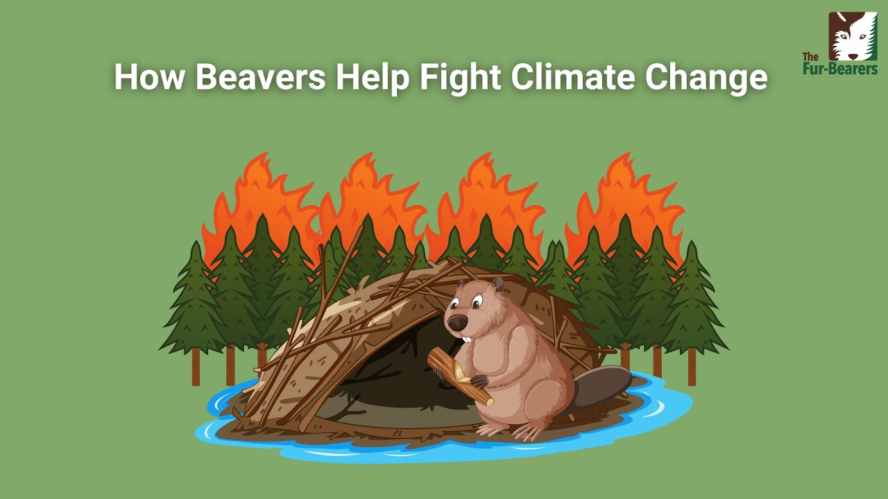How Beavers Help Fight Climate Change - YouTube